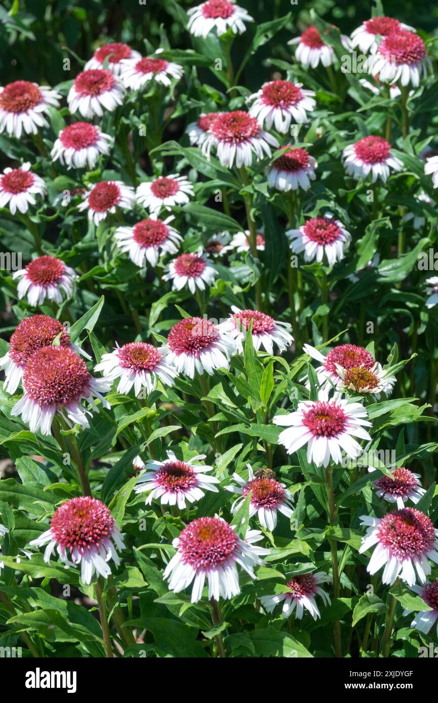 Cream plants and flowers in nature hi-res stock photography and images ...