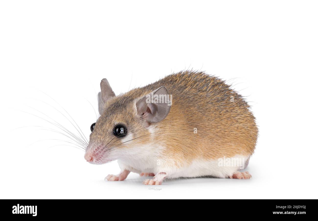 Cute light brown Cairo spiny mouse aka acomys cahirinus, standing side ...