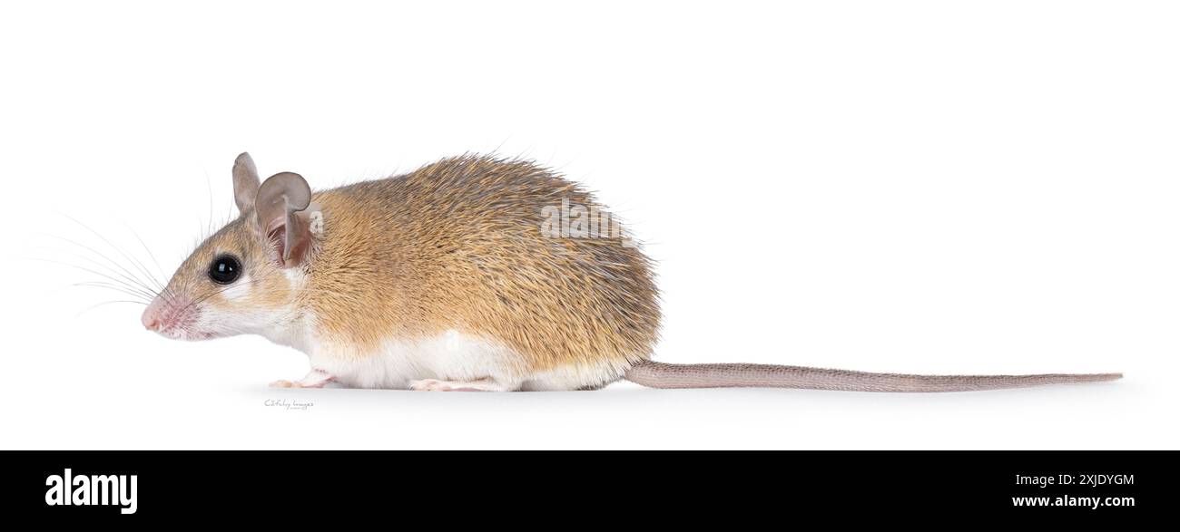 Cute light brown Cairo spiny mouse aka acomys cahirinus, standing side ...