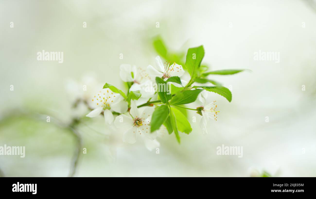 Slow motion. Flowering tree in orchard. Flowering plum branches. Spring ...