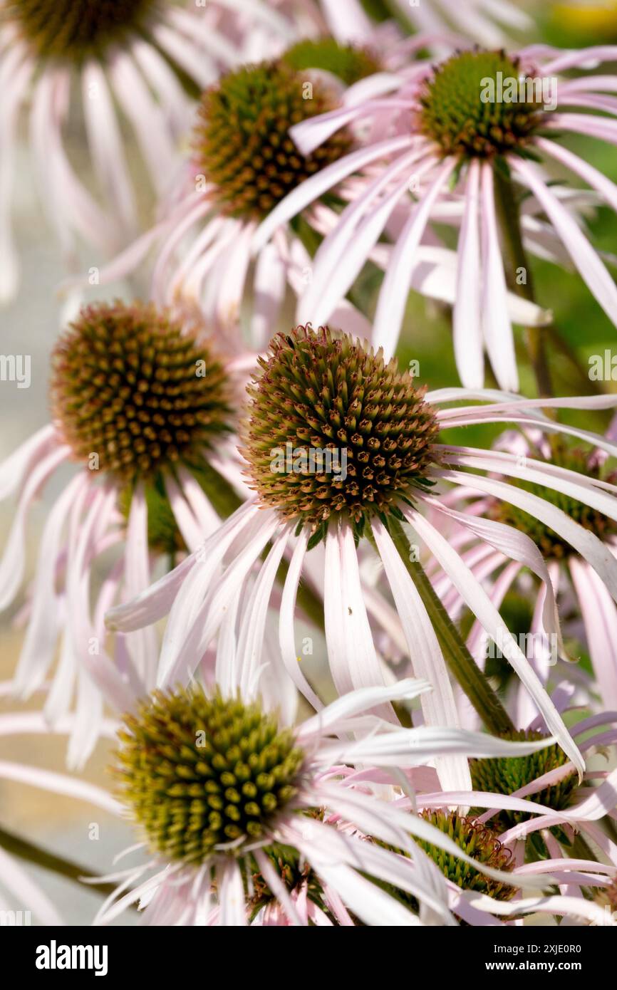 White Echinacea pallida "Hula Dancer" Coneflowers flowers garden cones ...