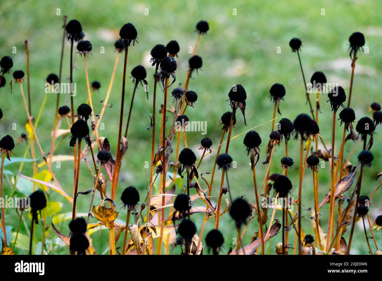 Gloriosa Daisy Daisies, Rudbeckia fulgida "Goldsturm" Rudbeckias, Dried ...