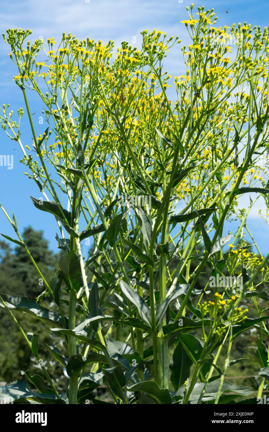 Senecio flower hi-res stock photography and images - Alamy