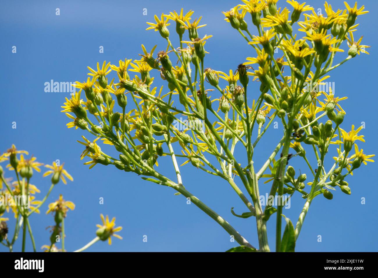 Yellow Senecio umbrosus Flower Flowering Stock Photo - Alamy