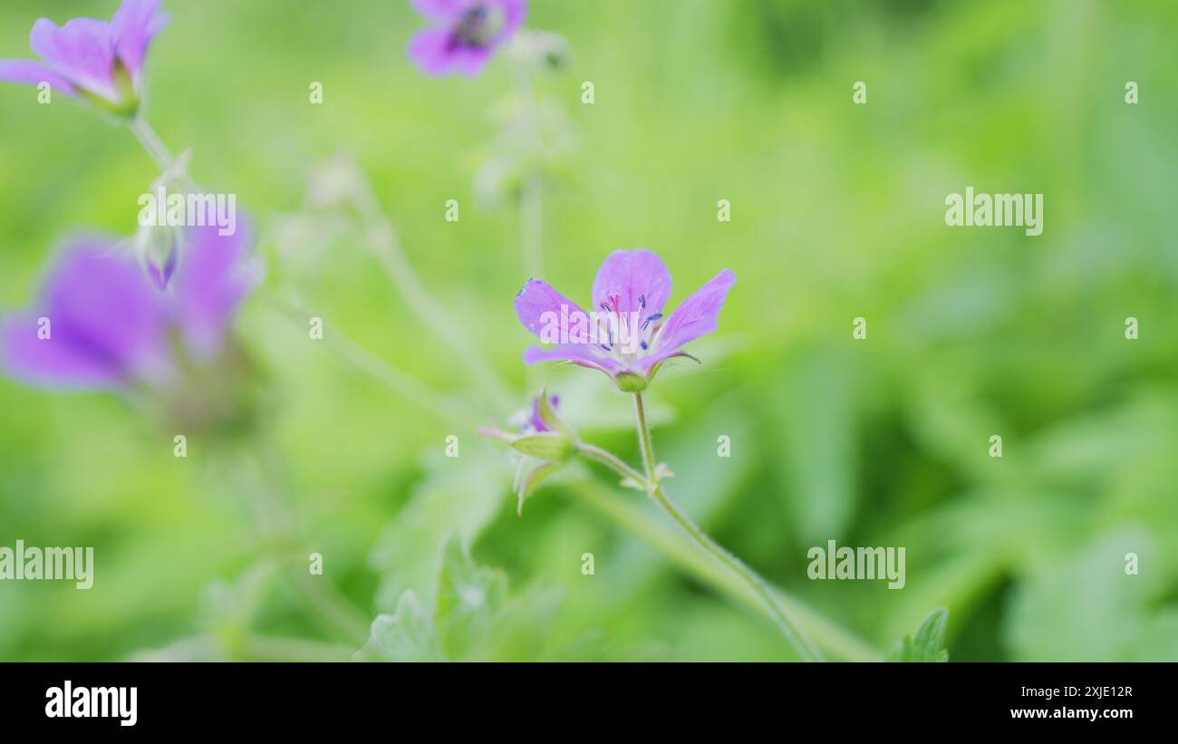 Slow motion. Geranium a springtime summer flower which is a spring ...