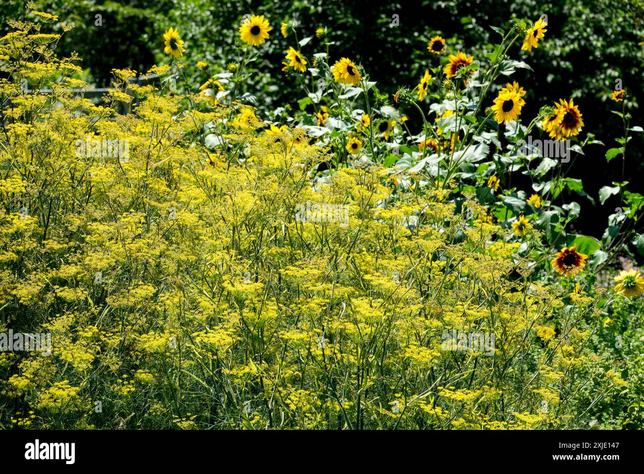 Common Fennel, Foeniculum vulgare, Yellow Garden Vegetable Bed Border ...