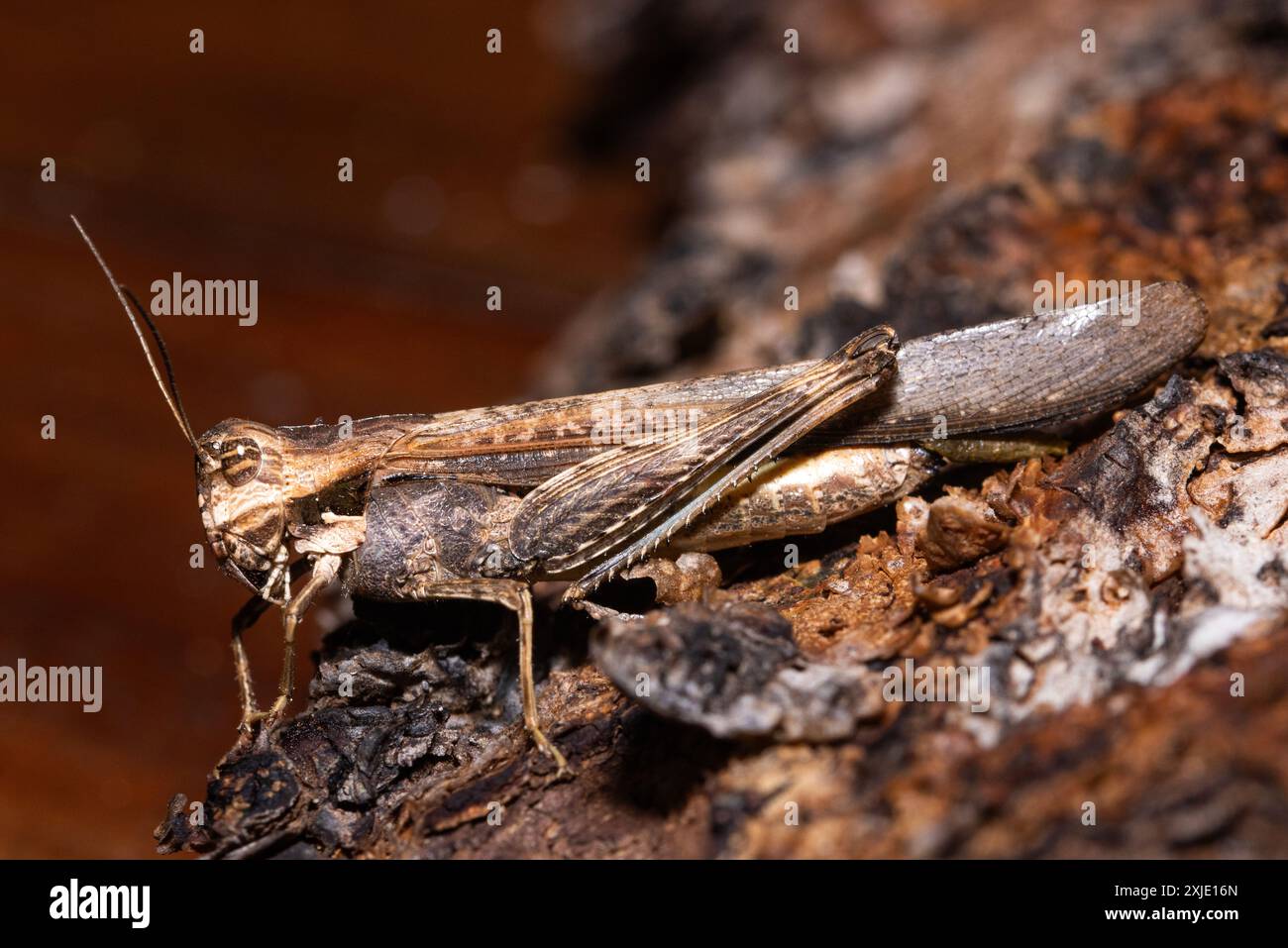 Oedaleus spp hi-res stock photography and images - Alamy