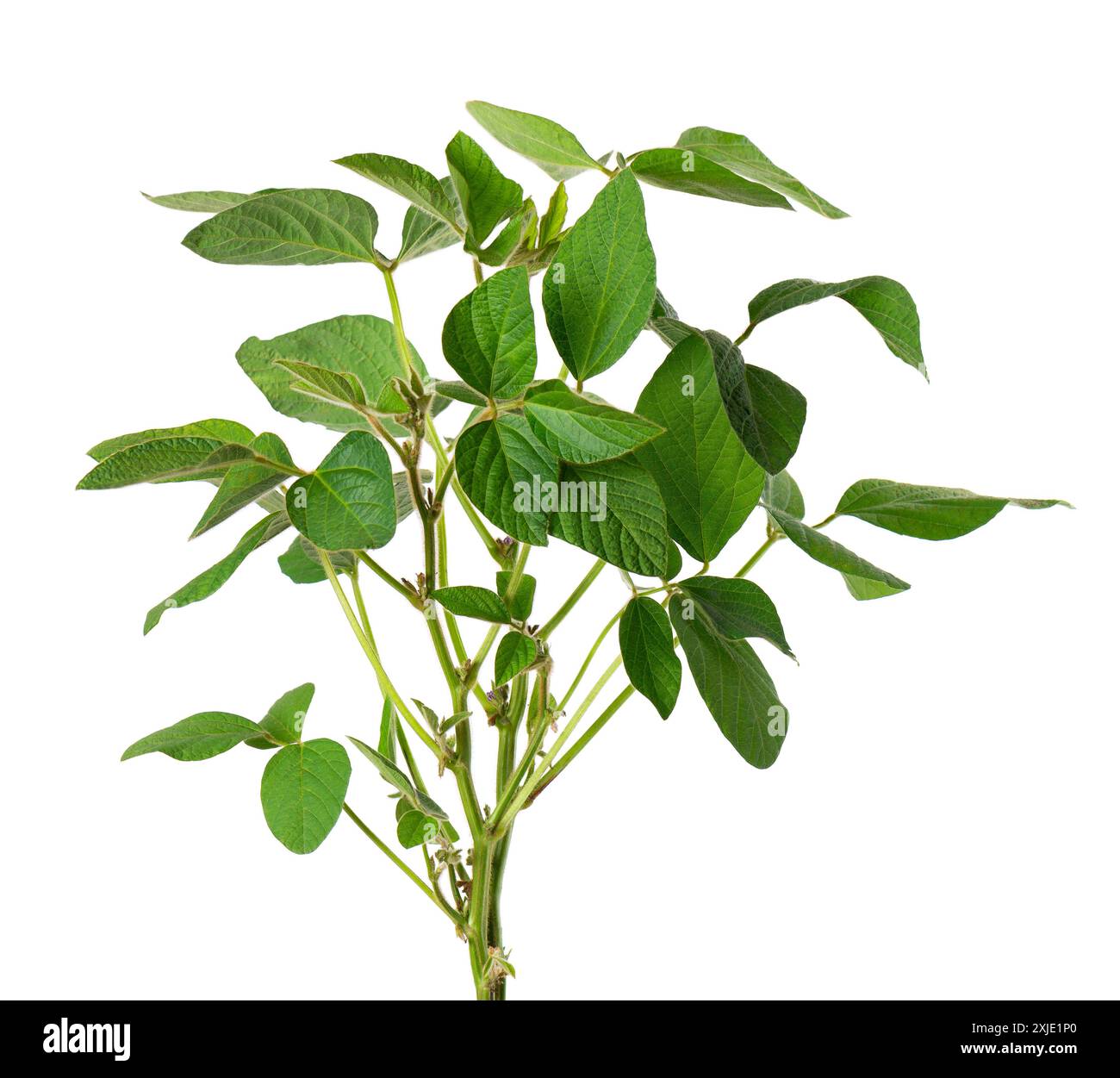 Green soybean bush isolated on white background. Soy bean plant Stock ...