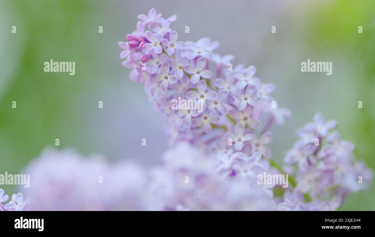 Slow motion. Lilac flowers blooming with the purple colors in Europe ...