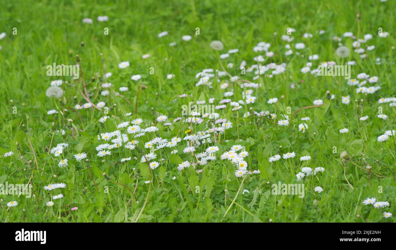 Yellow flowers sway on wind hi-res stock photography and images - Alamy
