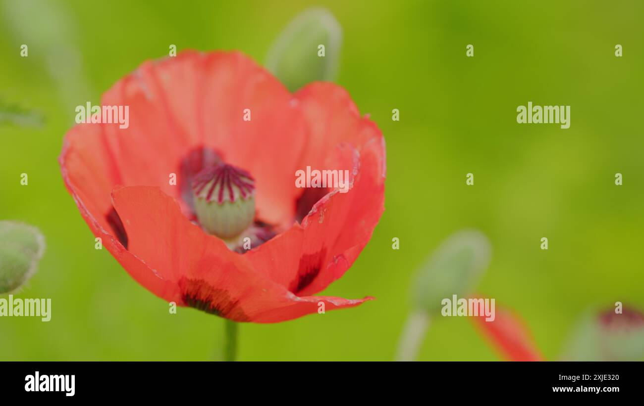The oriental poppy scientific name papaver orientale hi-res stock ...