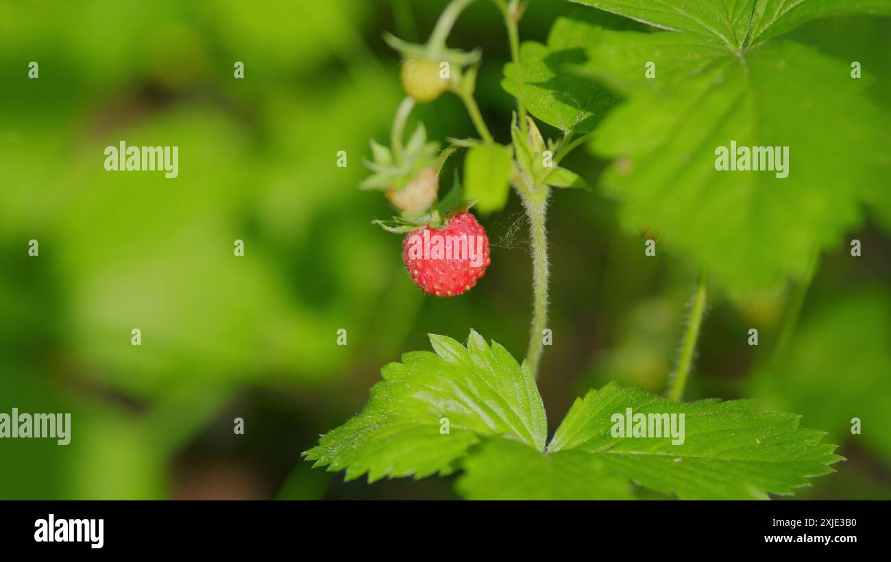 Close up. European wild strawberry. Wild strawberry swing in wind against a green background ...
