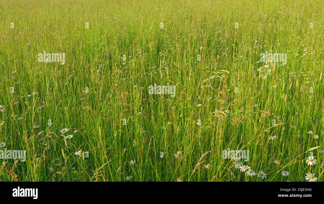 Wide shot. Colors of nature. Grass bloom swaying in the breeze with ...