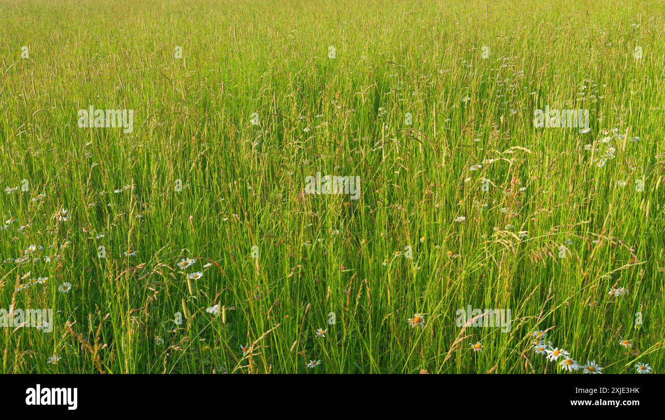 Pan. Movements of high swaying grass in the field. Sunny summer evening ...