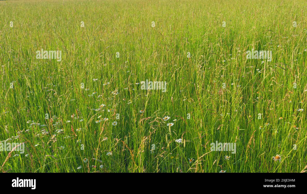 Pan. Green fresh wild spring plant, sway on the wind. Natural spring ...
