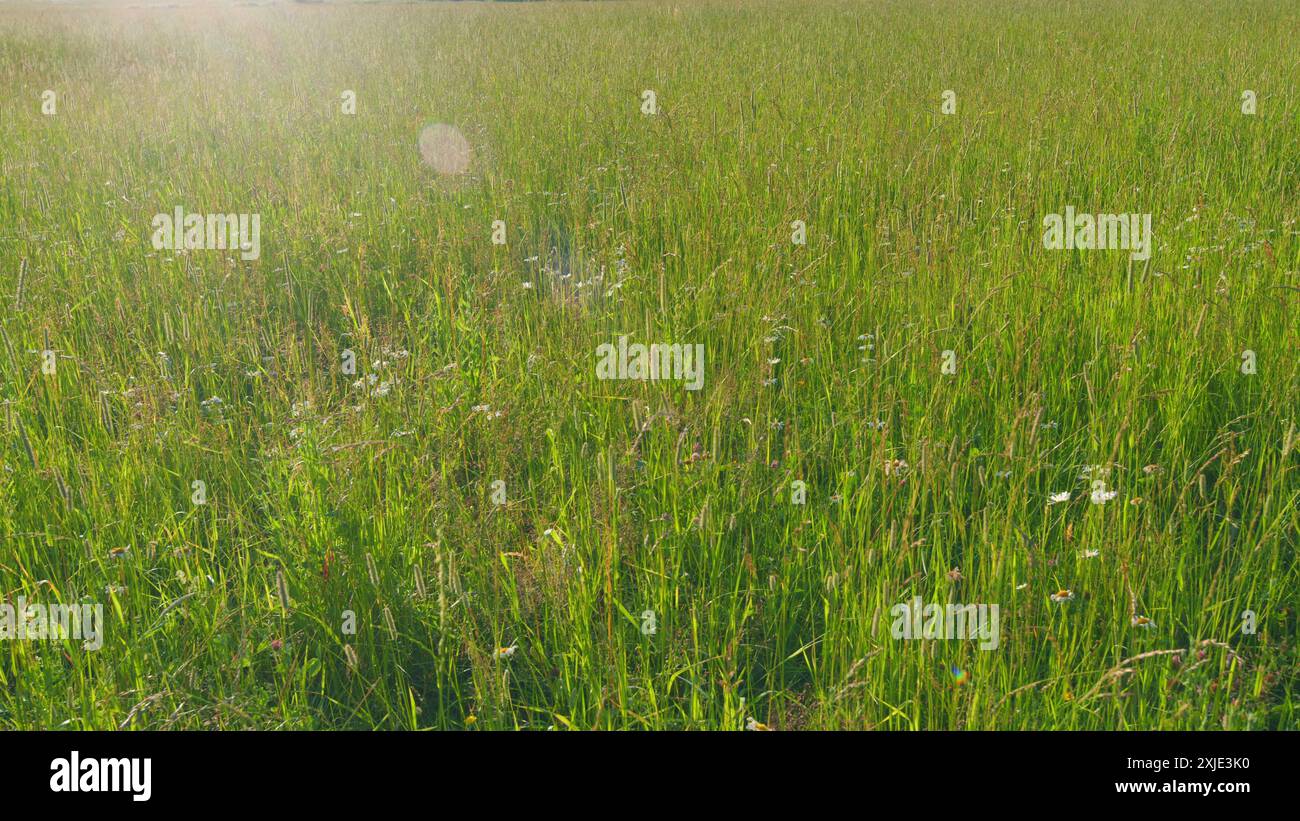 Wheat swaying in wind west hi-res stock photography and images - Alamy