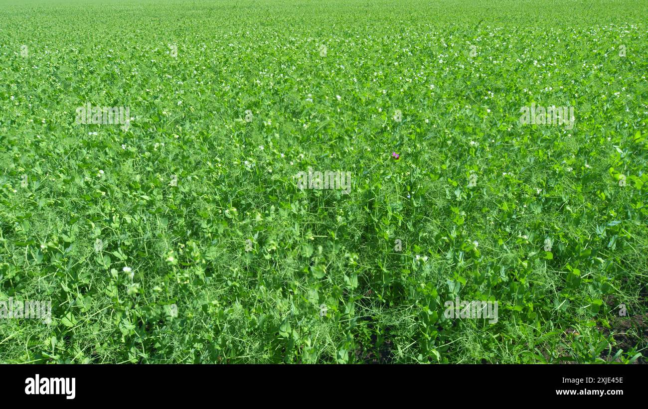Wide shot. Flowering of legumes. Farming cover crop of pisum sativum ...