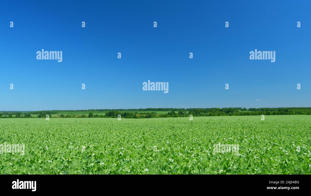 Wide shot. Flowering of legumes. Farming cover crop of pisum sativum ...