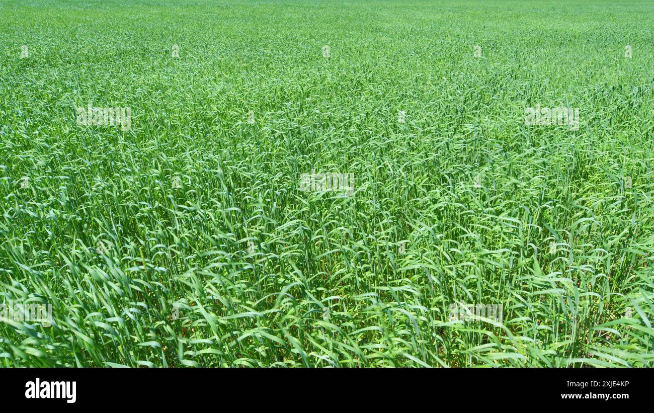Wide shot. Wind gusts movement in a meadow. Tall green grass with ...