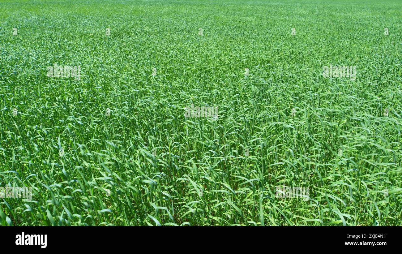 Wide shot. Wind blows over a green grass. Tall blades of lush green hay ...
