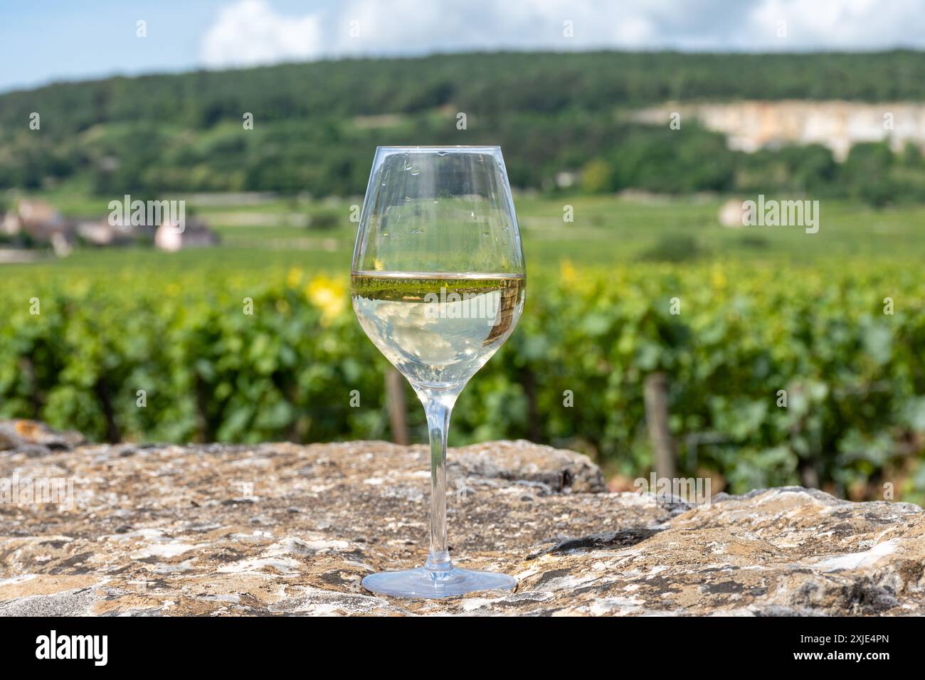 Tasting of high quality white dry rare wine made from Chardonnay grapes ...