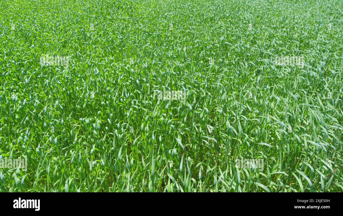 Wide shot. Fresh green grass swaying in wind in a sunny summer day ...