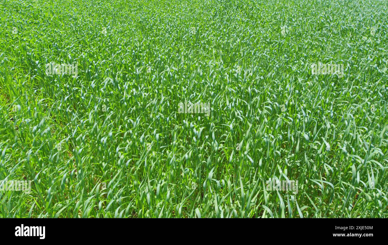 Wide shot. Wave of grass. Meadow or field of green grass swaying in ...