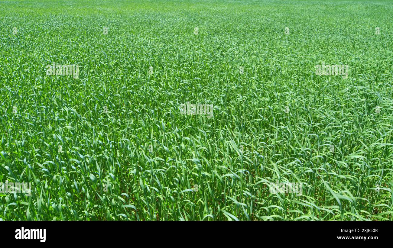 Green grass swinging on wind hi-res stock photography and images - Alamy