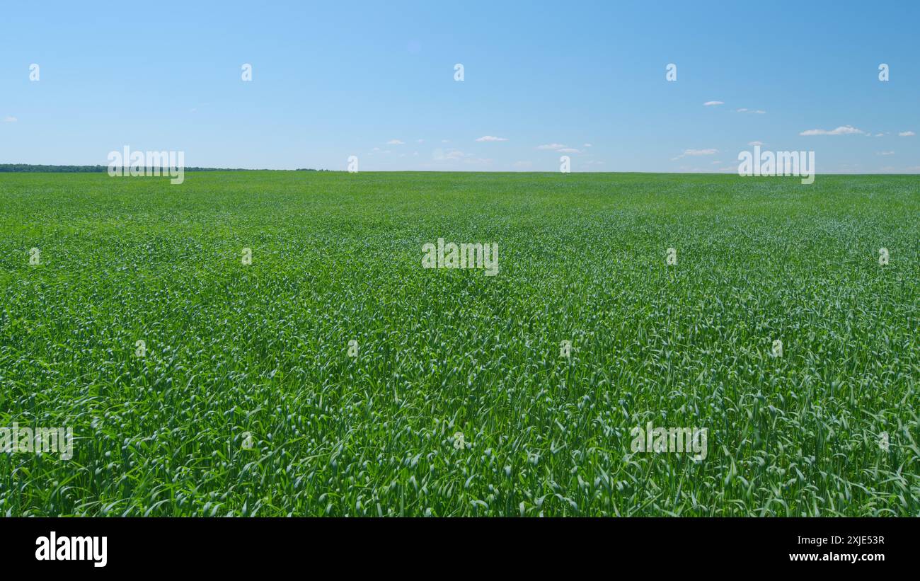 Wide shot. Colors of nature. Grass bloom swaying in the breeze with ...