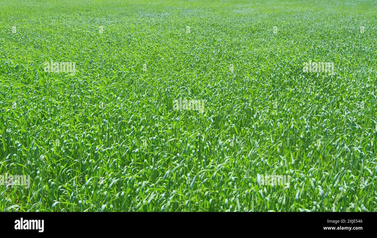 Grass swaying in windy wave hi-res stock photography and images - Alamy