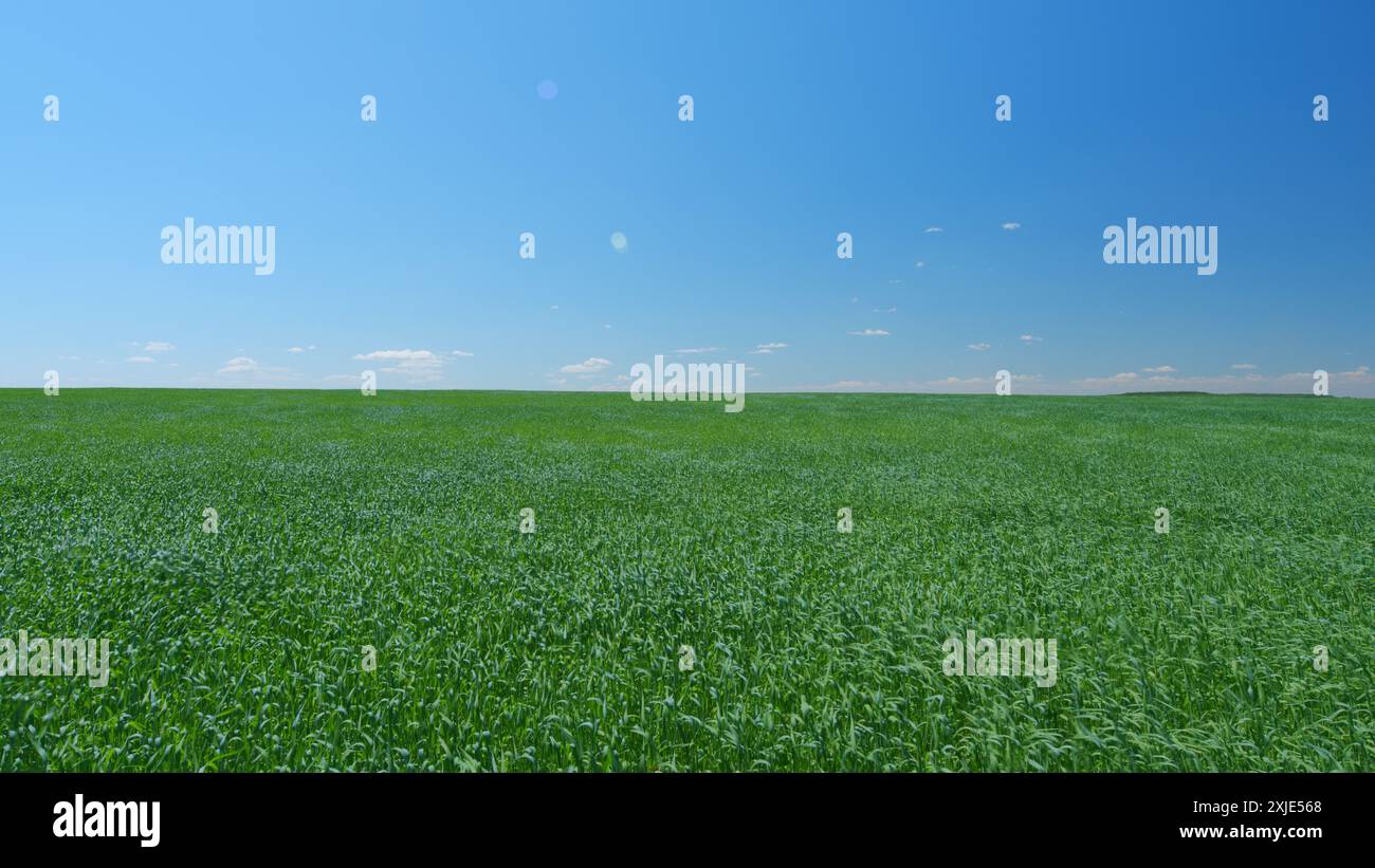 Green spikelets waving wind agricultural hi-res stock photography and ...