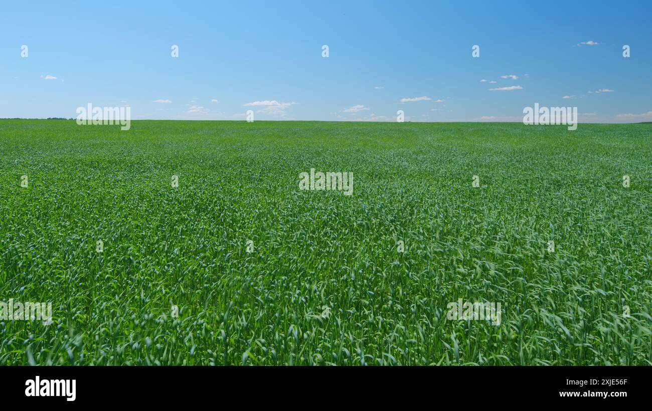Wide shot wave grass hi-res stock photography and images - Alamy