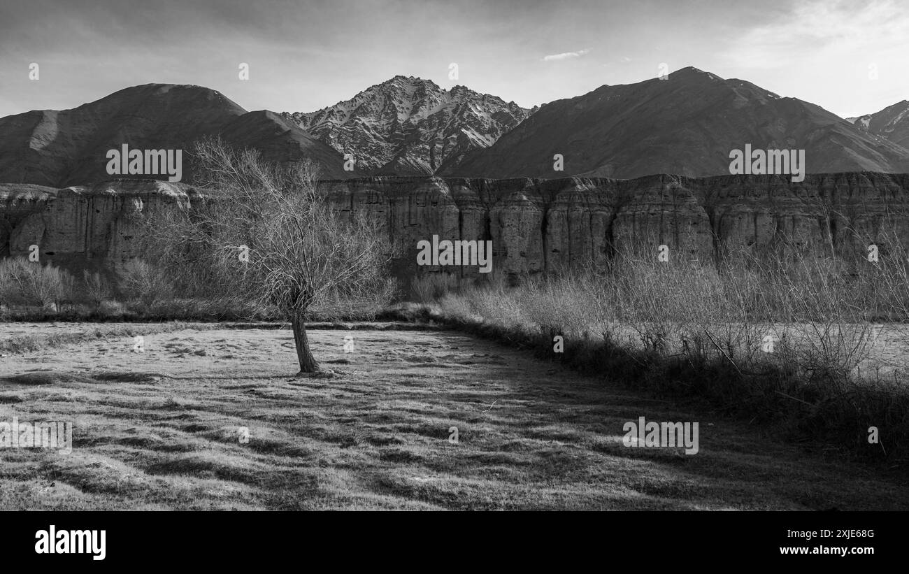 A lone tree without leaves with high snow-clad mountain ranges and dark ...