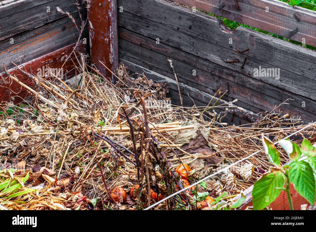 Homemade compost heap made of boards, in the yard. Dry plants and ...