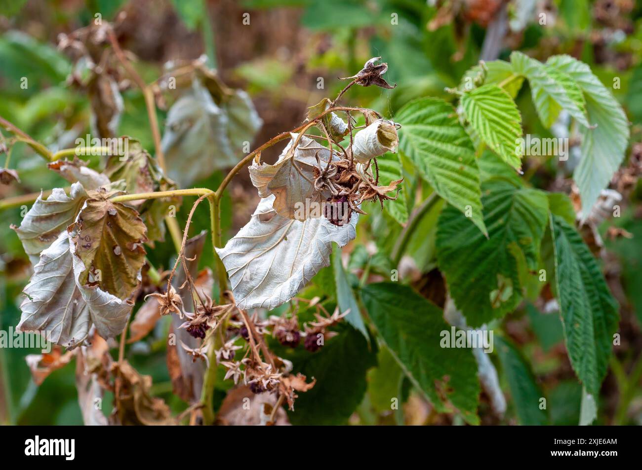 Extreme heat due to climate change hi-res stock photography and images ...