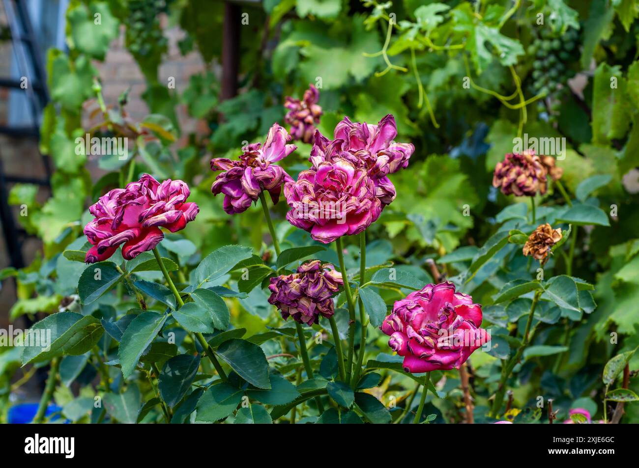 Heat and drought-stricken roses with wilted and burnt petals, set ...