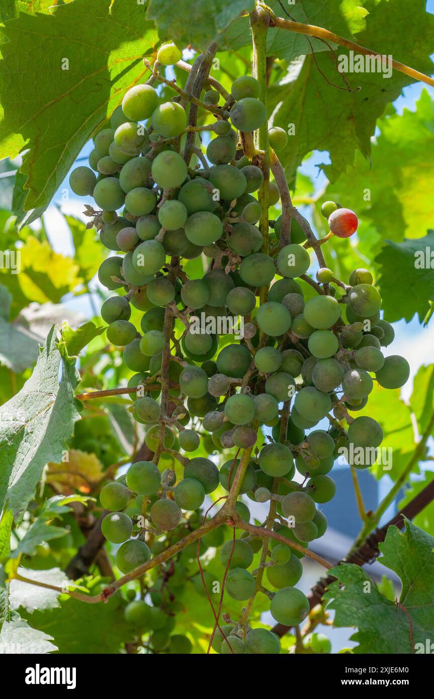 Close-up of grapevine affected by downy mildew, showing infected grapes ...