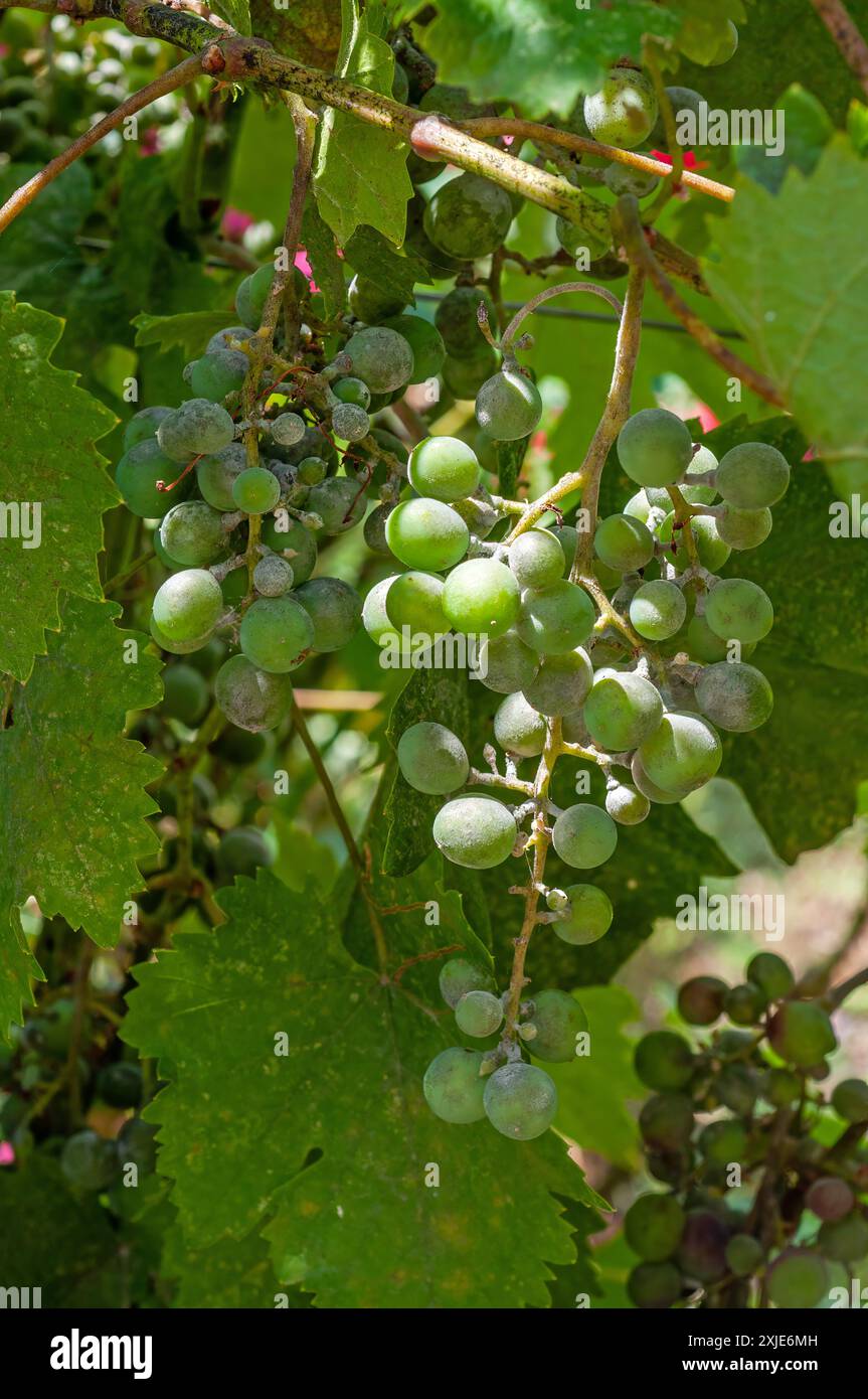 Grapes infected with downy mildew on the vine. The leaves and grapes ...