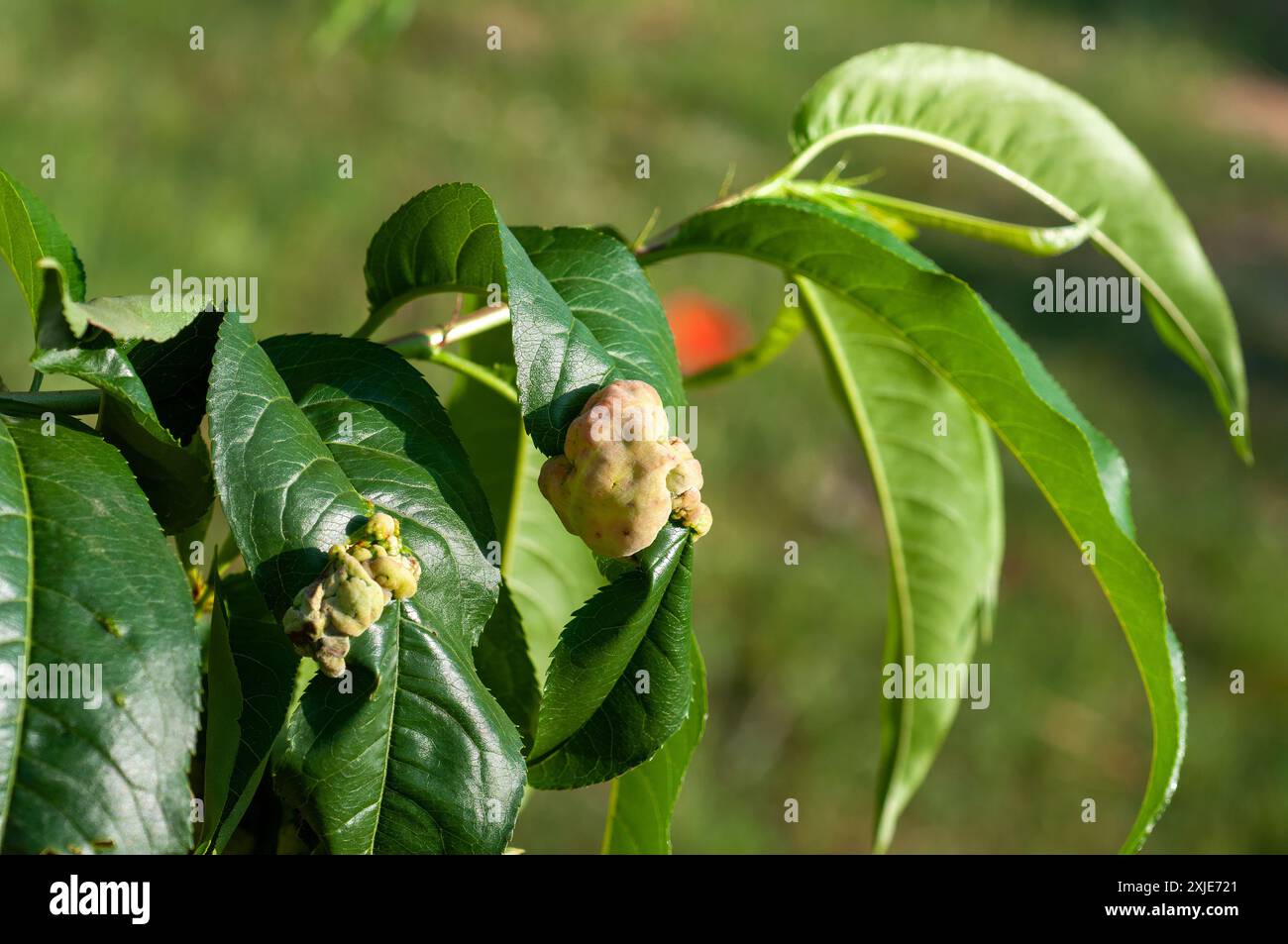 Peach tree leaves showing signs of leaf curl disease, a common fungal ...