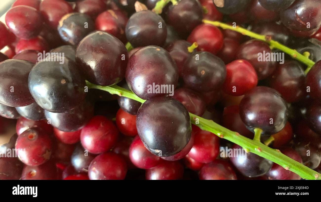 Prunus laurocerasus or Otto Luyken (kara yemiş) fruits collected from ...