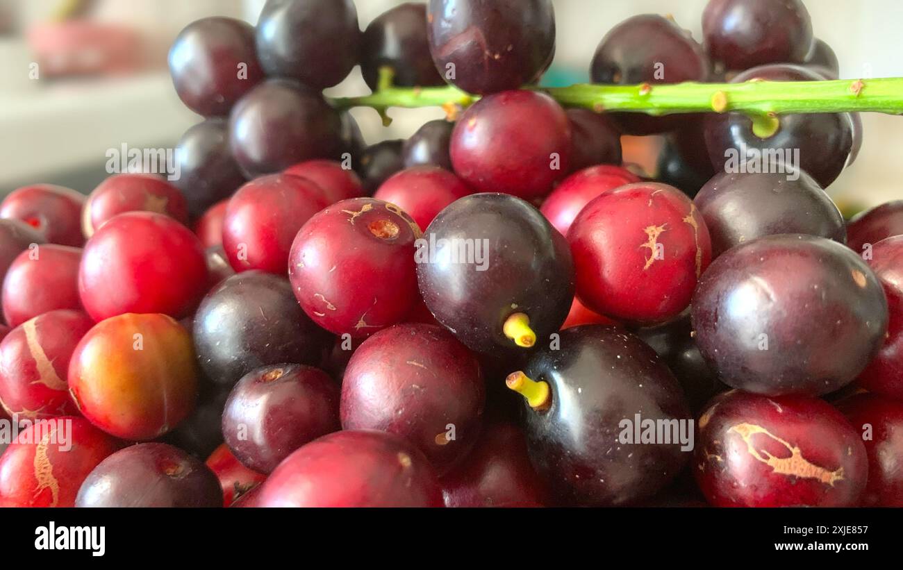 Prunus laurocerasus or Otto Luyken (kara yemiş) fruits collected from ...