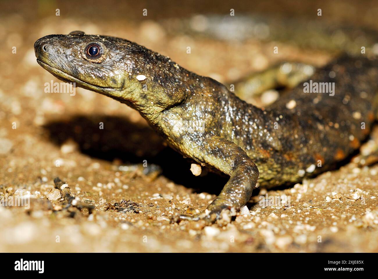 Sharp ribbed newt (Pleurodeles waltl) close to Valdemanco, Madrid ...