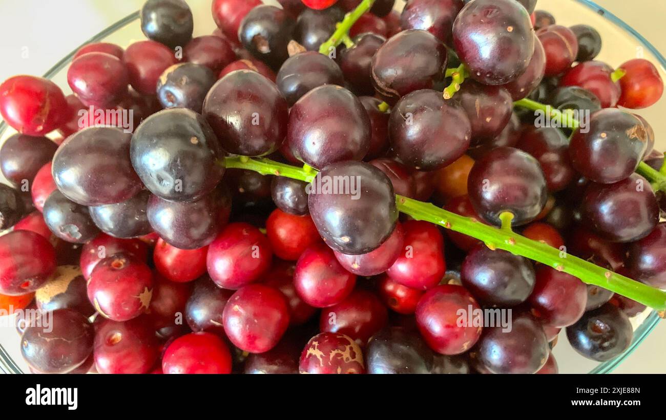 Prunus laurocerasus or Otto Luyken (kara yemiş) fruits collected from ...