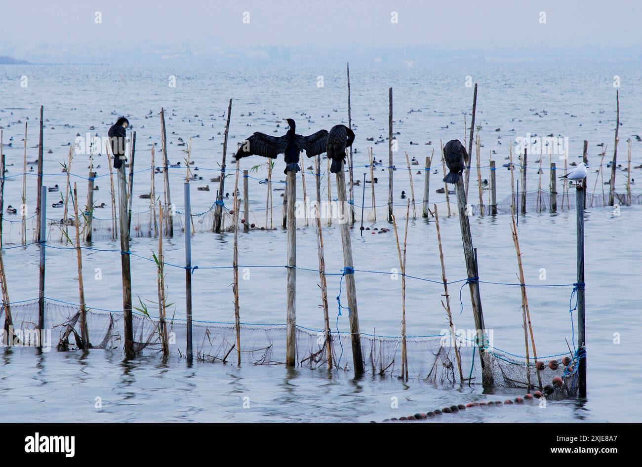 Albufera. Coastal lagoon of Valencia, Spain Stock Photo - Alamy