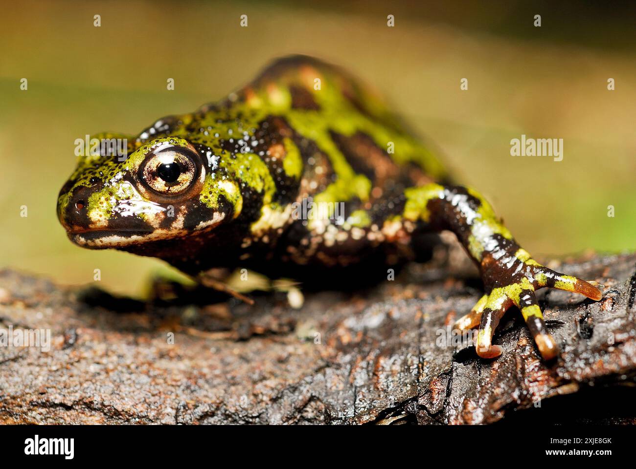 Triturus triturus marmoratus hi-res stock photography and images - Alamy
