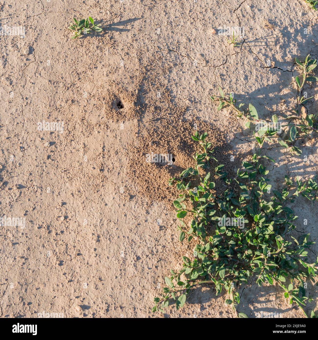 Ant hole in the ground by the road Stock Photo - Alamy