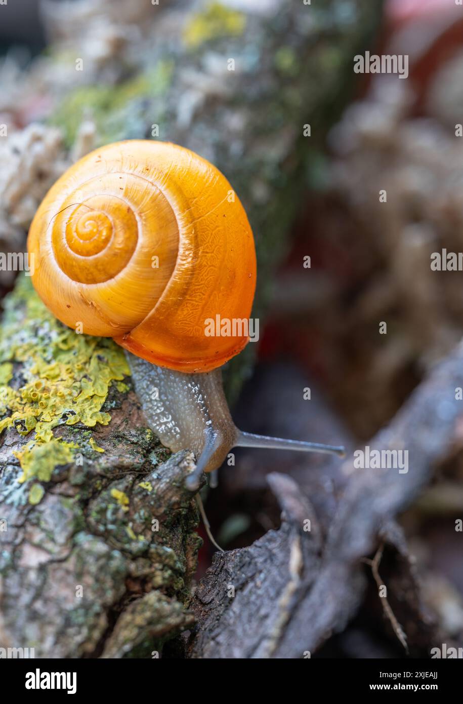Encounter in the World of Roman Snails: Harmony of Life in the ...
