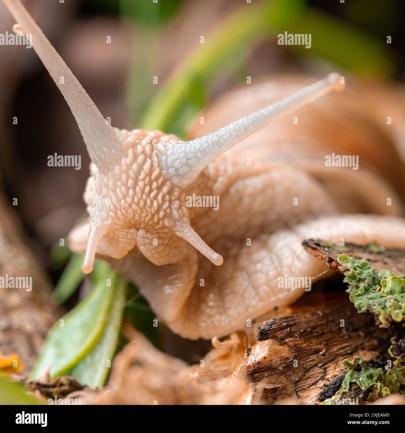 Encounter in the World of Roman Snails: Harmony of Life in the ...