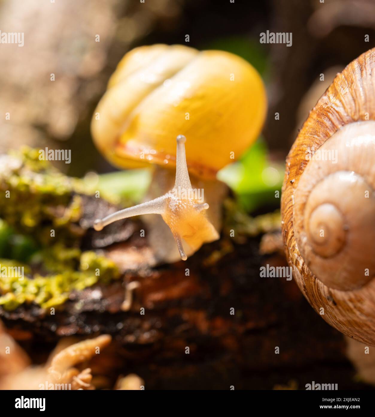 Encounter in the World of Roman Snails: Harmony of Life in the ...