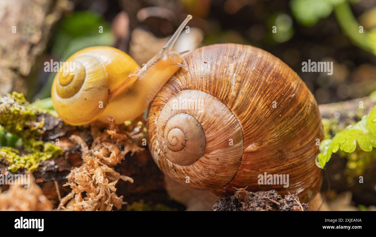 Encounter in the World of Roman Snails: Harmony of Life in the ...